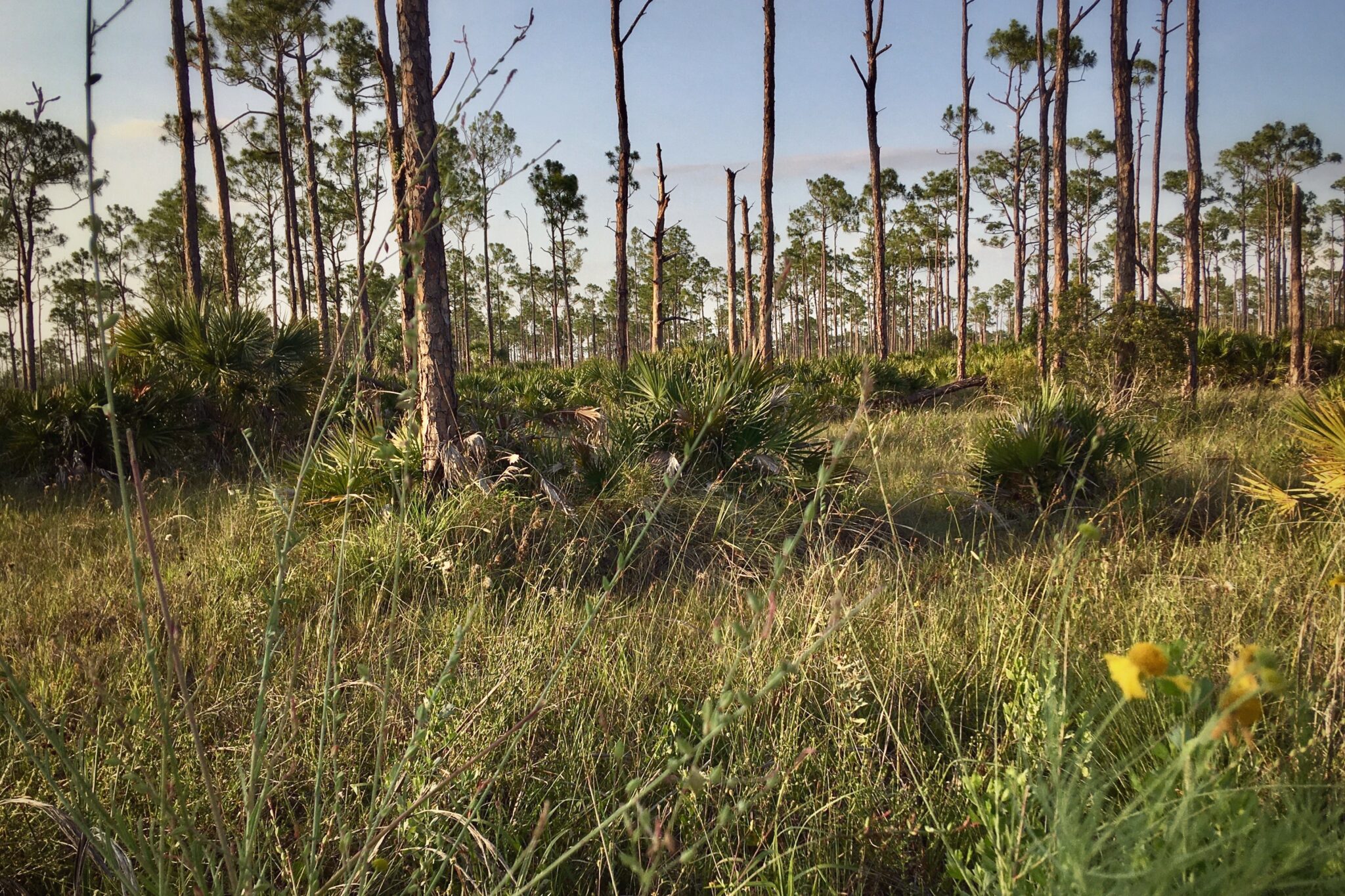 Meet board member Sara Burke - Florida Wildflower Foundation