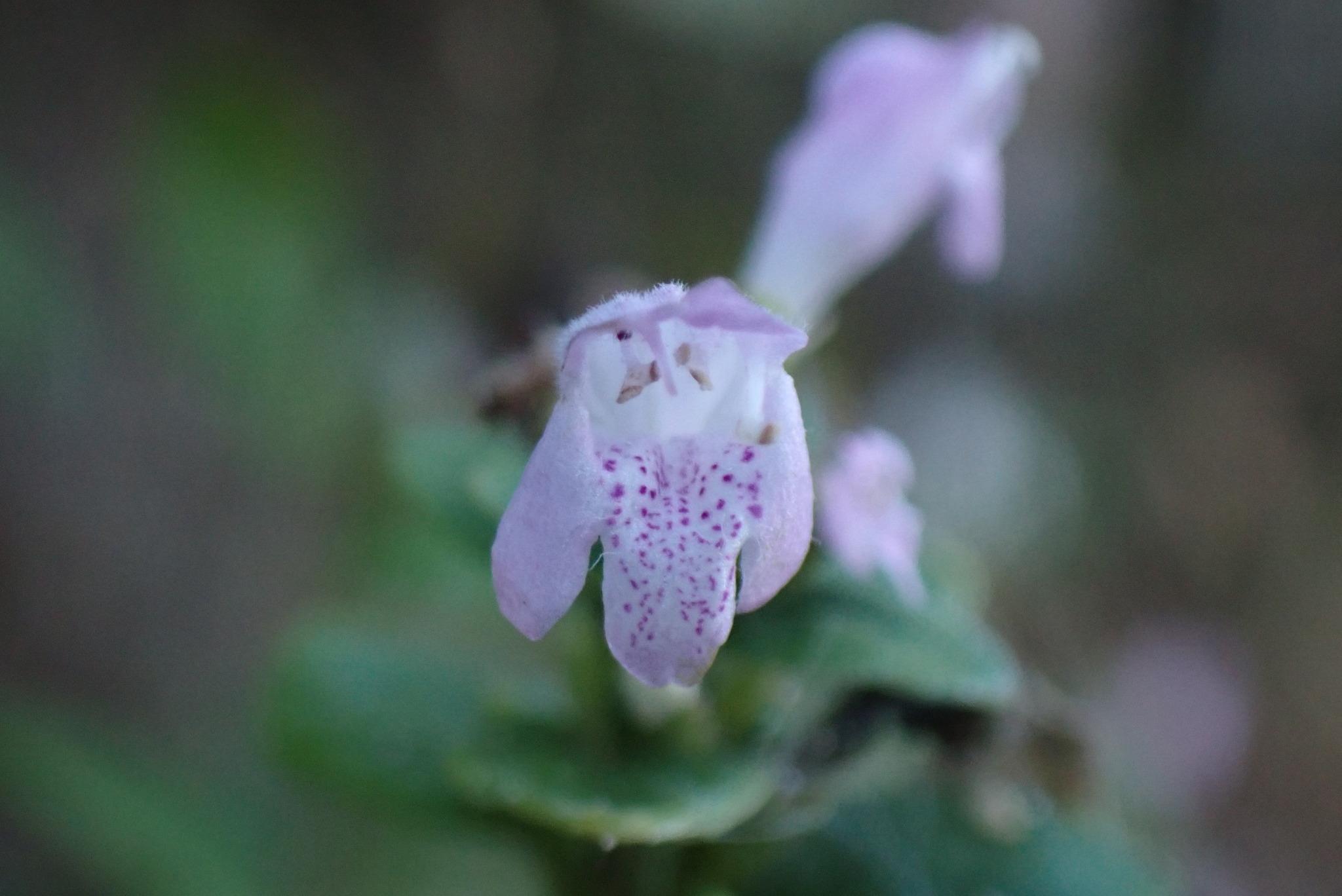 Micanopy Native Plant Garden - Florida Wildflower Foundation