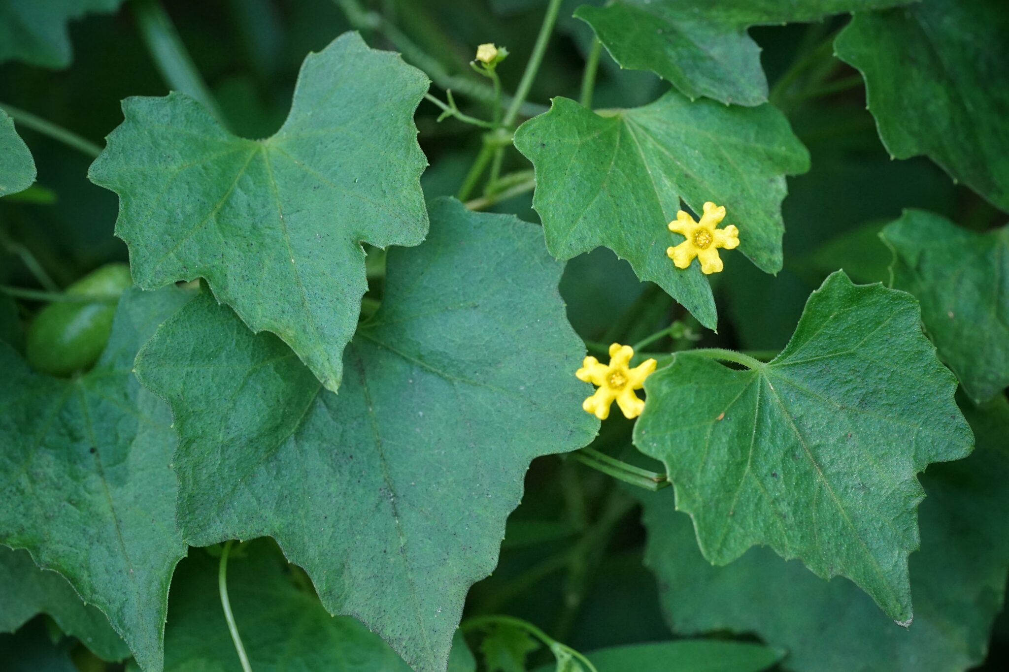 Creeping cucumber - Florida Wildflower Foundation