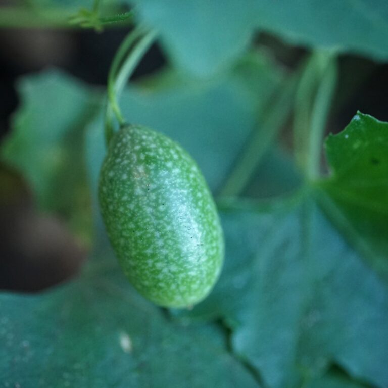 Creeping cucumber - Florida Wildflower Foundation