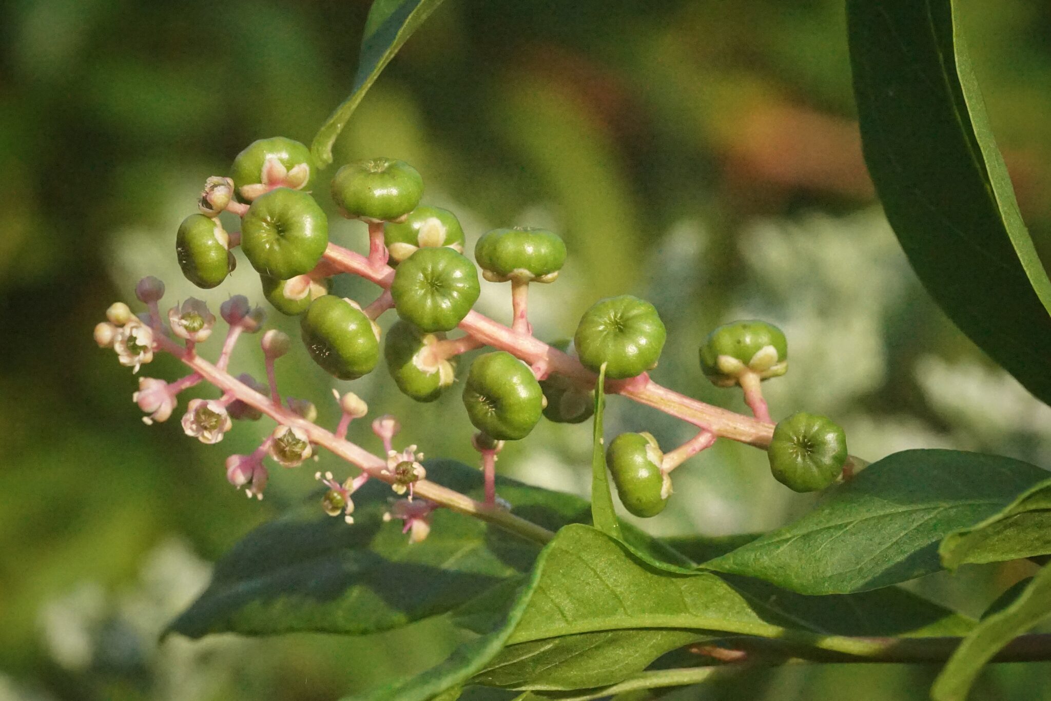 American pokeweed - Florida Wildflower Foundation