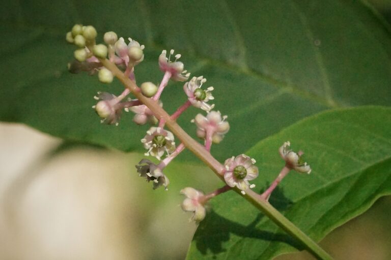 American pokeweed - Florida Wildflower Foundation