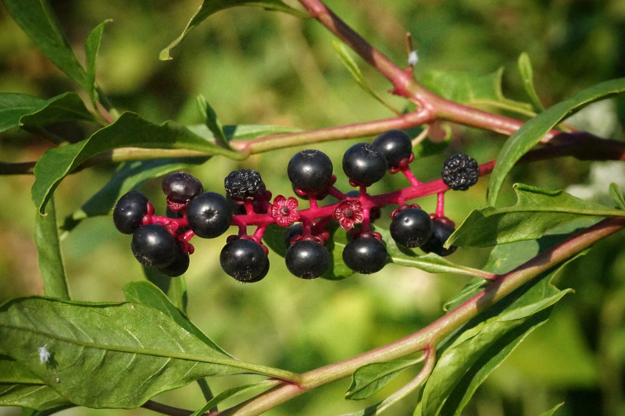 American pokeweed - Florida Wildflower Foundation