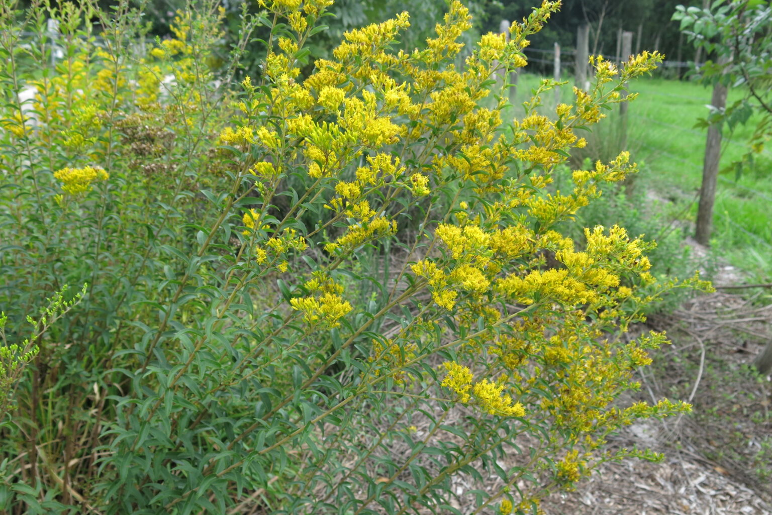 Fall is golden in Florida - Florida Wildflower Foundation