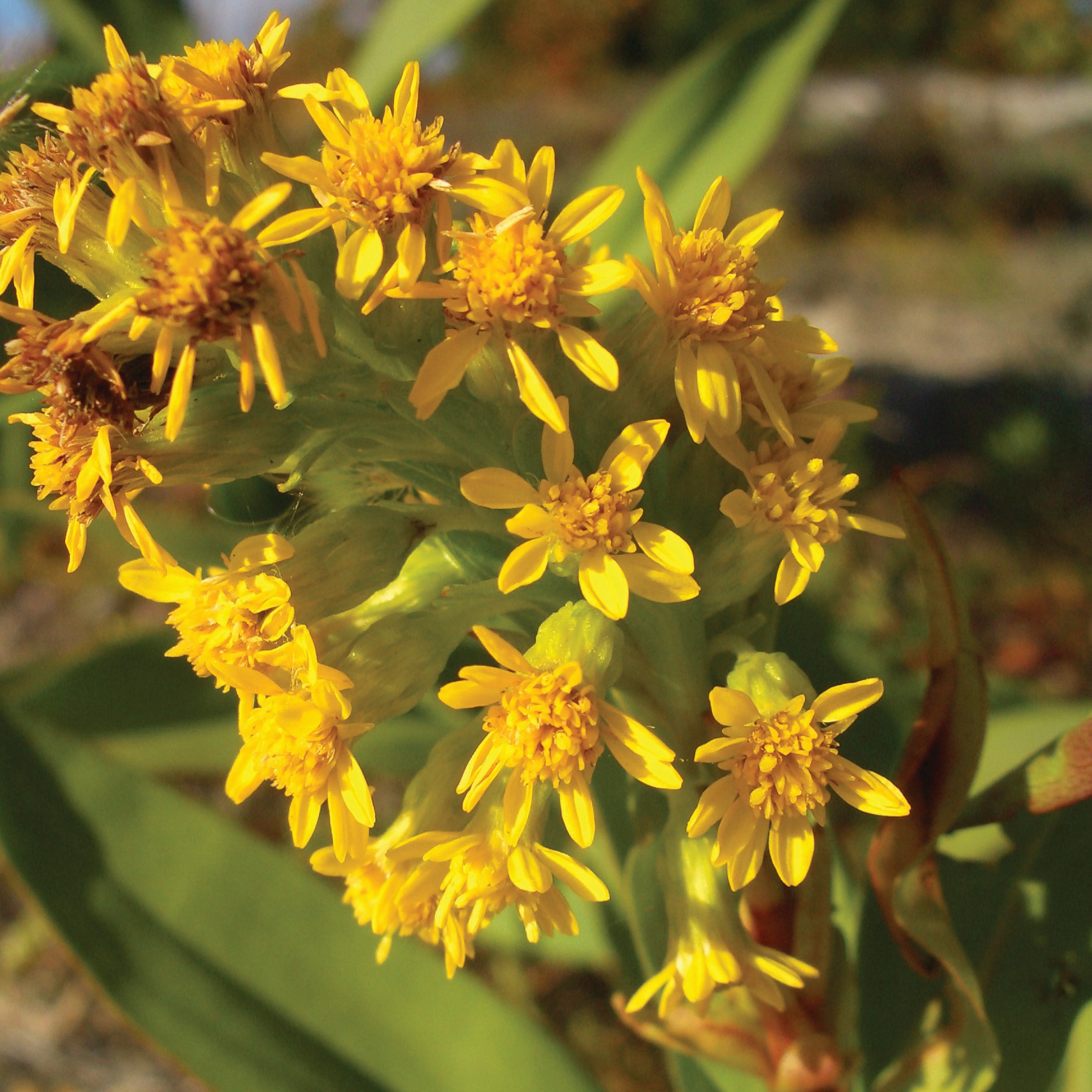 Fall is golden in Florida - Florida Wildflower Foundation