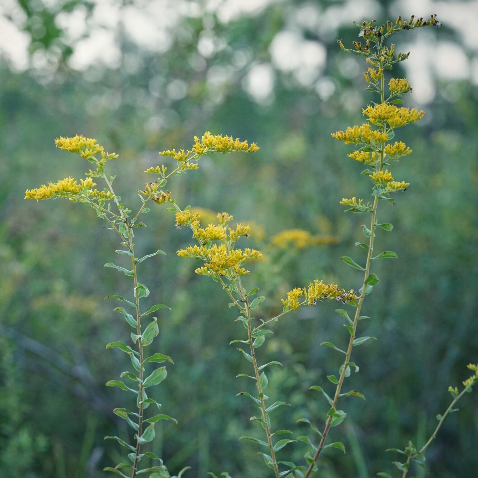 Chapman’s goldenrod - Florida Wildflower Foundation