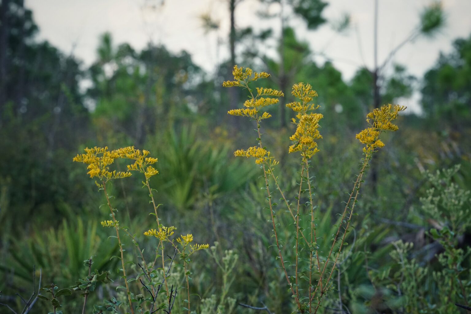 Chapman’s goldenrod - Florida Wildflower Foundation