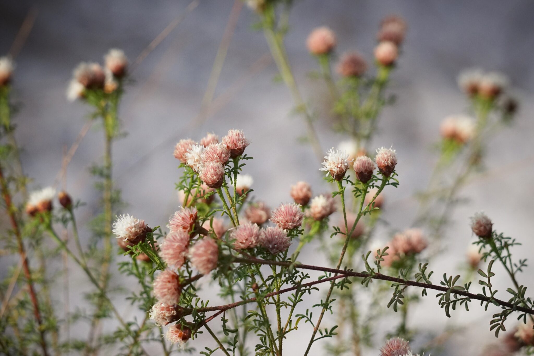 Family Profile: Fabaceae - Florida Wildflower Foundation