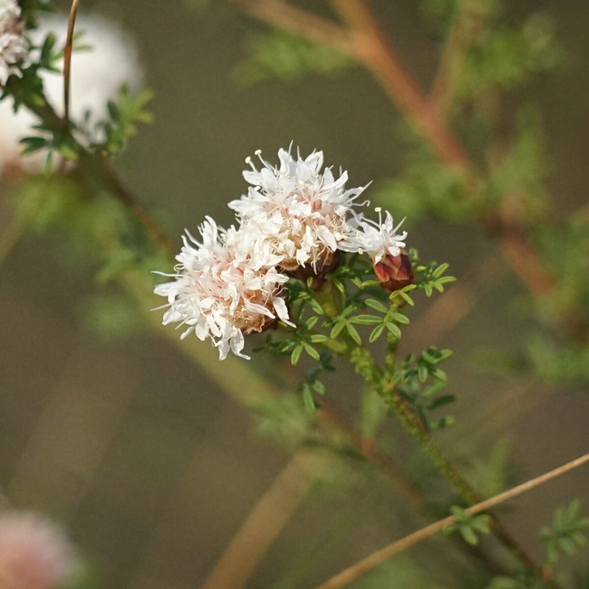 Summer farewell - Florida Wildflower Foundation