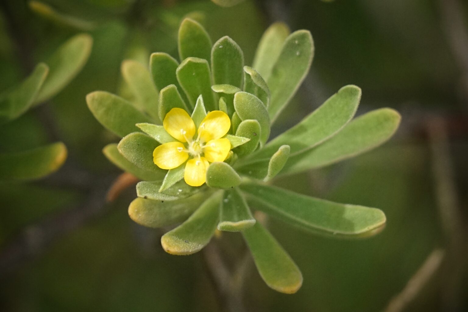 Bay cedar - Florida Wildflower Foundation