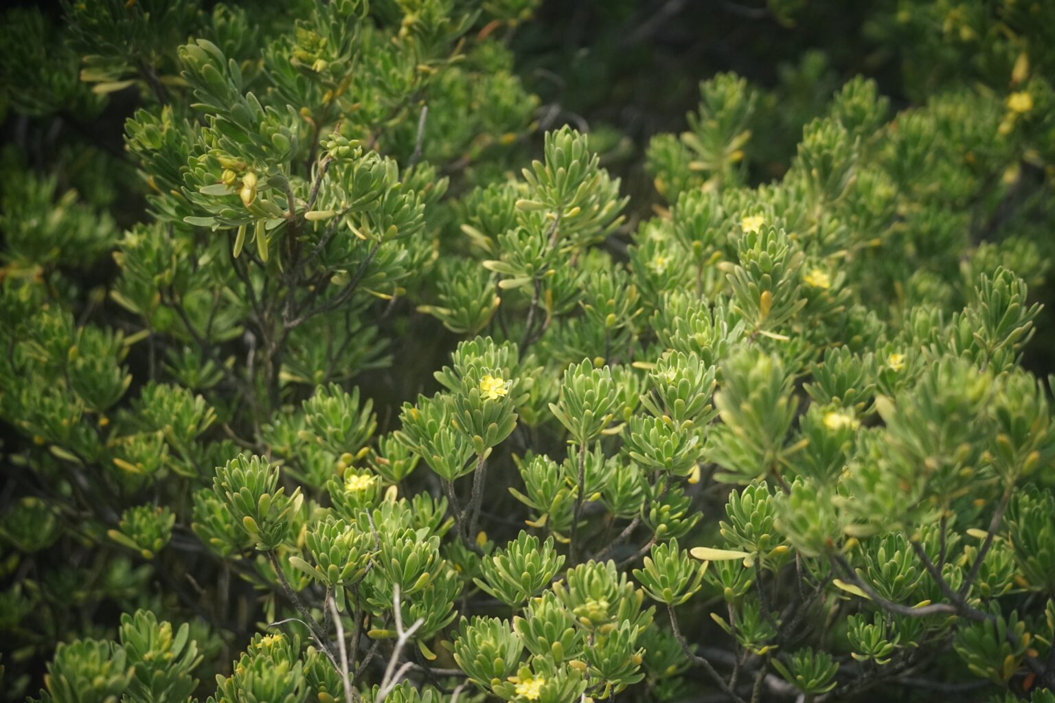 Where to See Wildflowers - Florida Wildflower Foundation