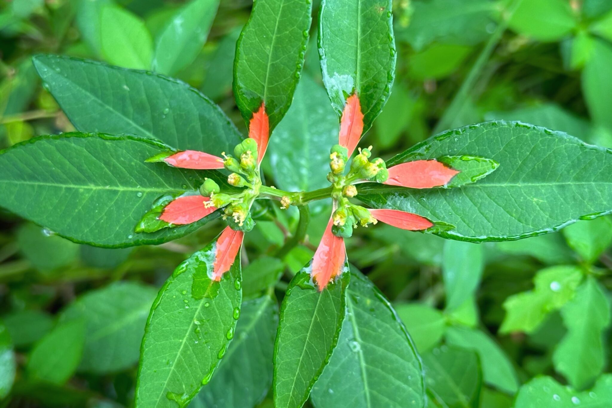 Florida's Native Wildflowers | Florida Wildflower Foundation
