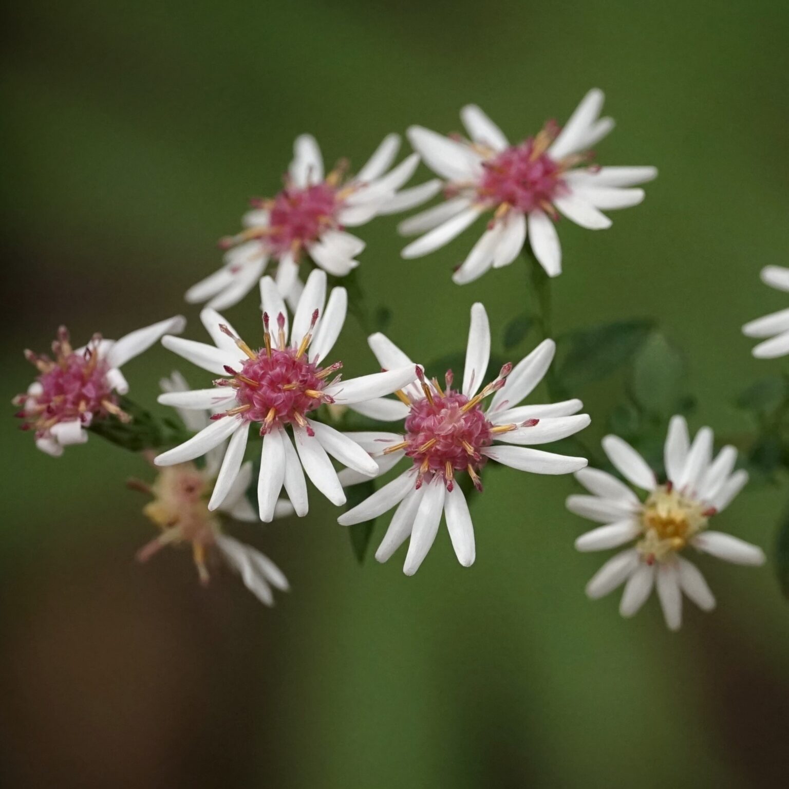 Calico aster - Florida Wildflower Foundation