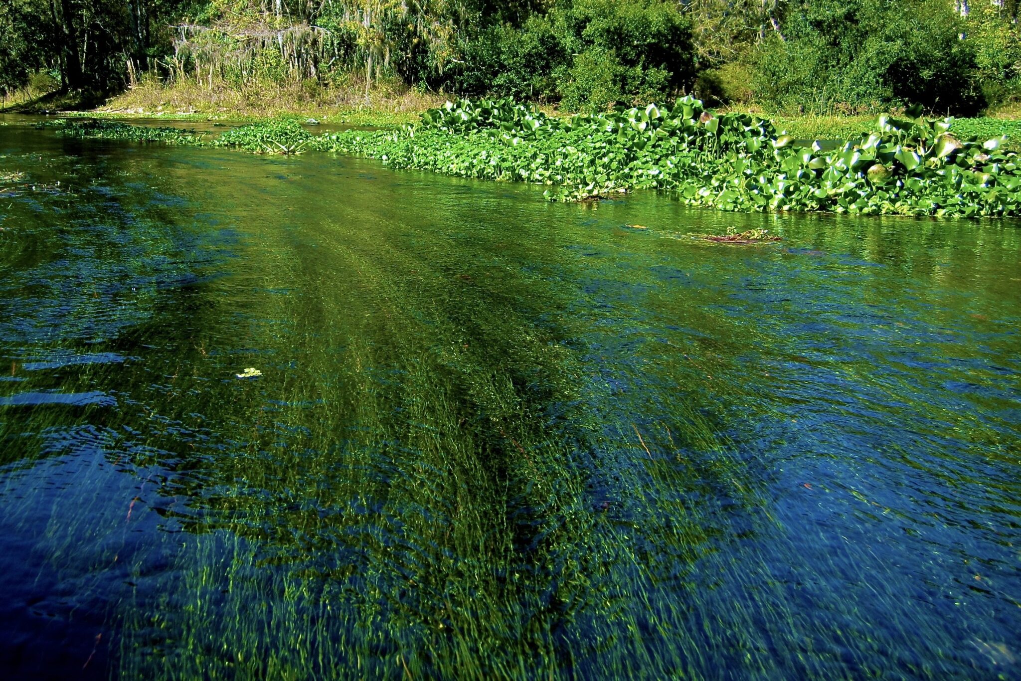 Eelgrass - Florida Wildflower Foundation