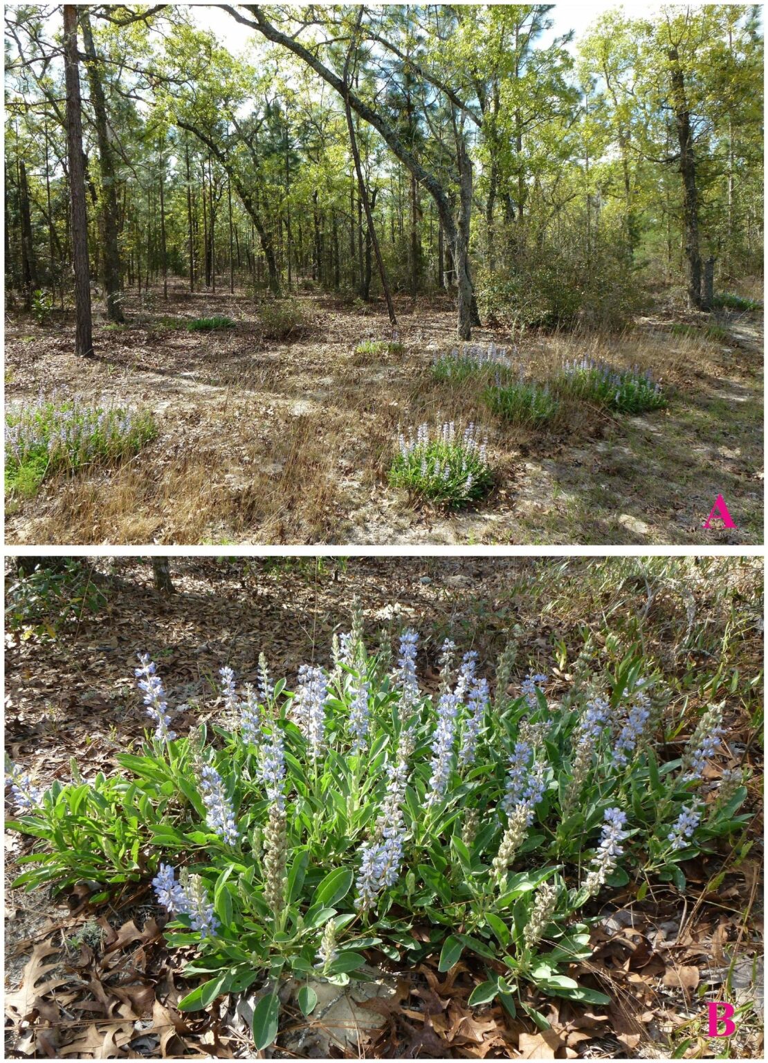 Genetic research reveals rich diversity of lupines in Florida ...