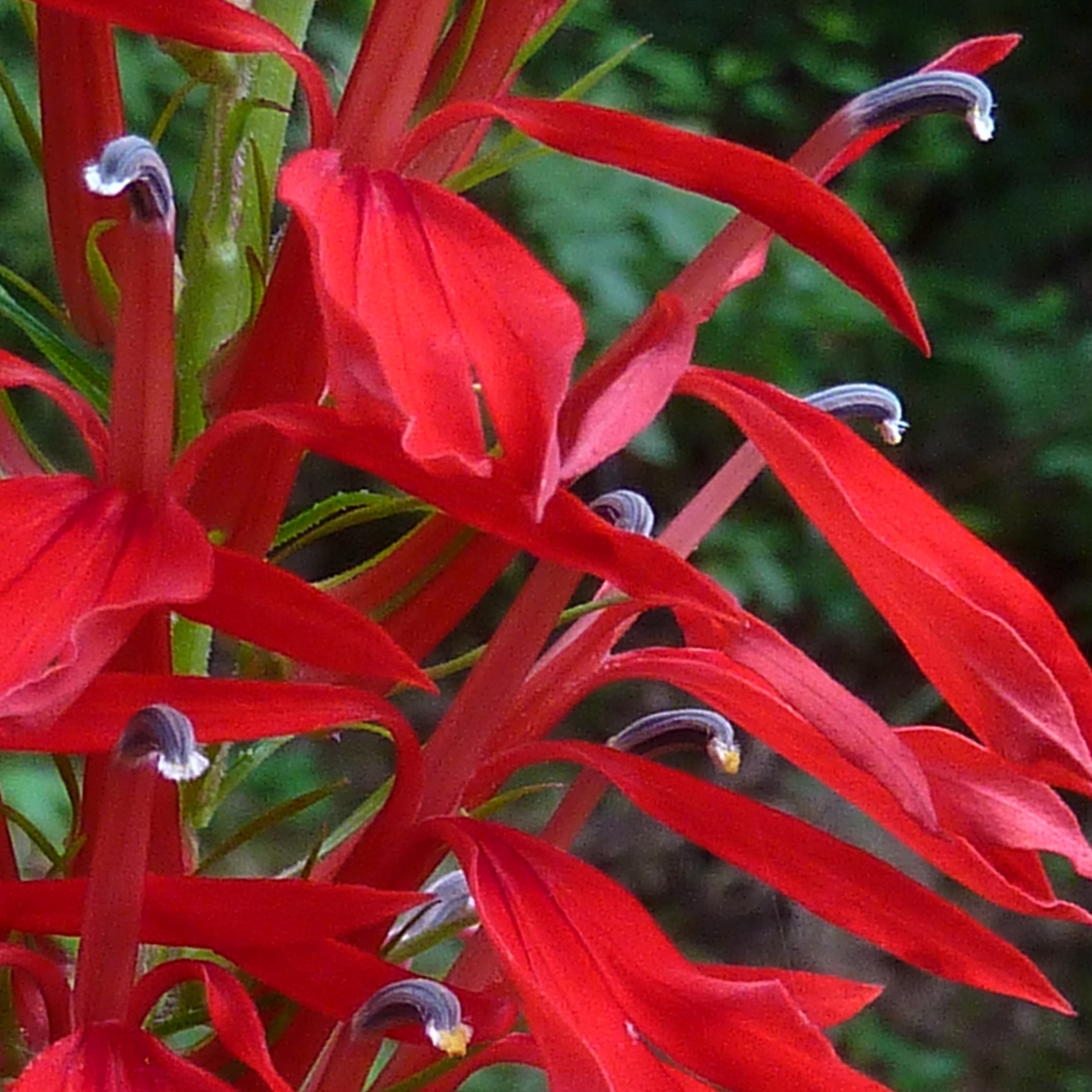 Cardinalflower - Florida Wildflower Foundation