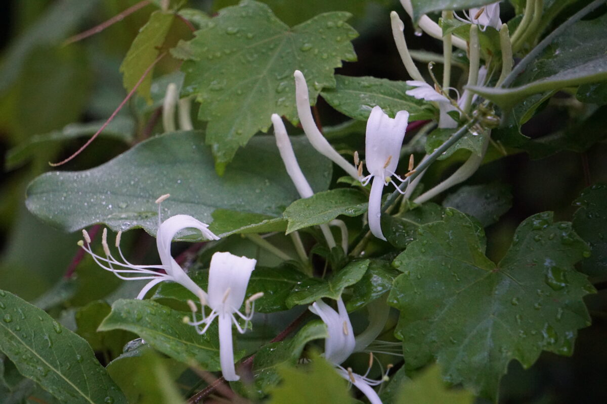 Florida's Native Wildflowers | Florida Wildflower Foundation