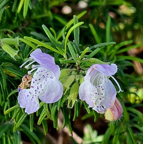 Meet board member Mona Johnston - Florida Wildflower Foundation