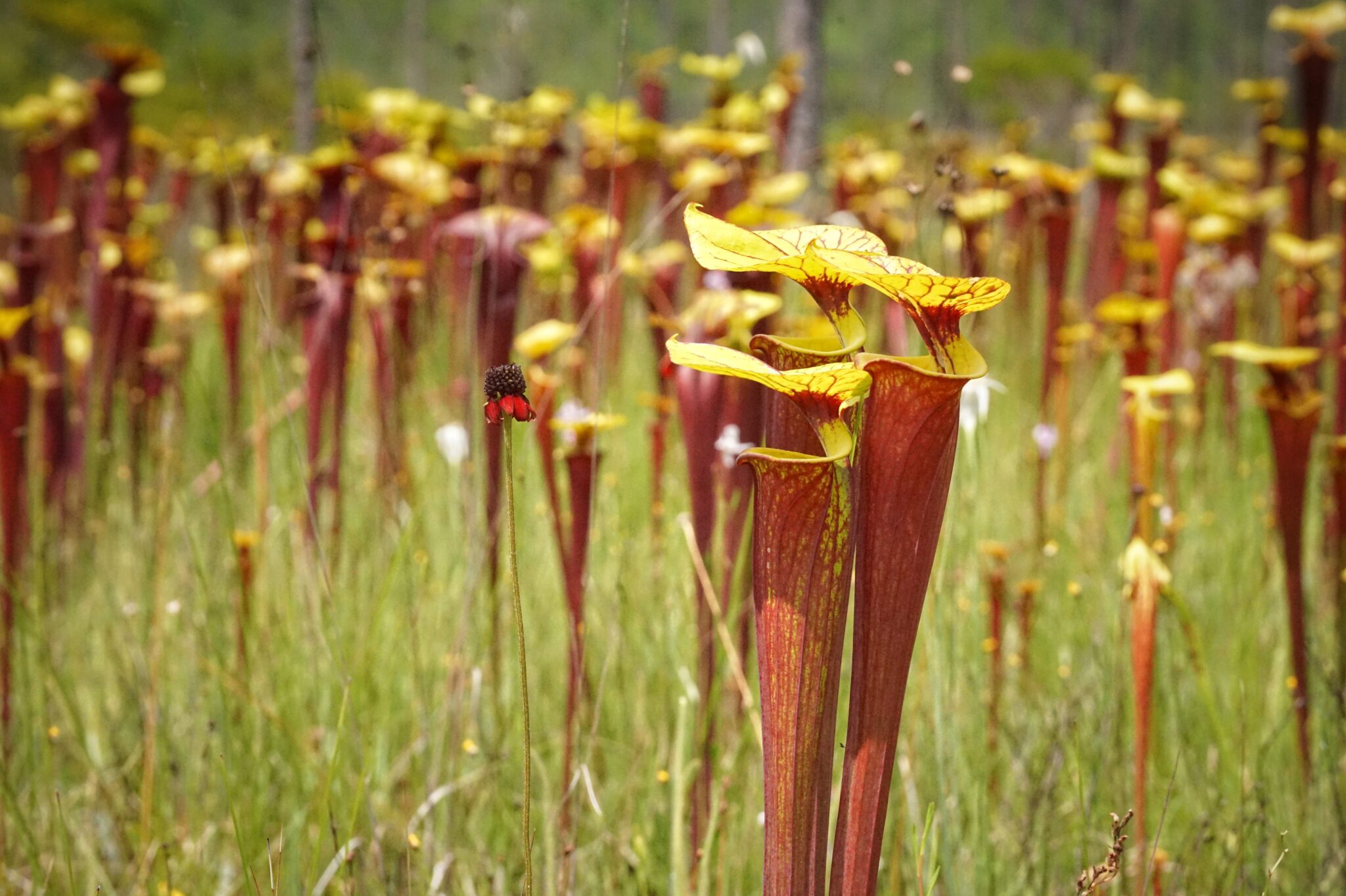 Yellow pitcherplant - Florida Wildflower Foundation