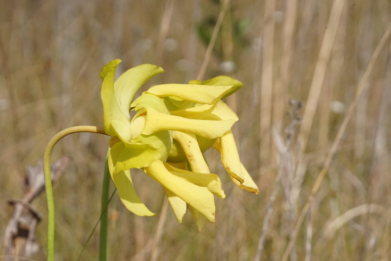 Yellow pitcherplant - Florida Wildflower Foundation