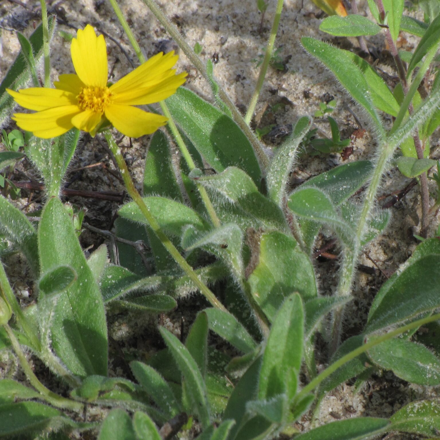 Florida's spring-flowering tickseeds - Florida Wildflower Foundation