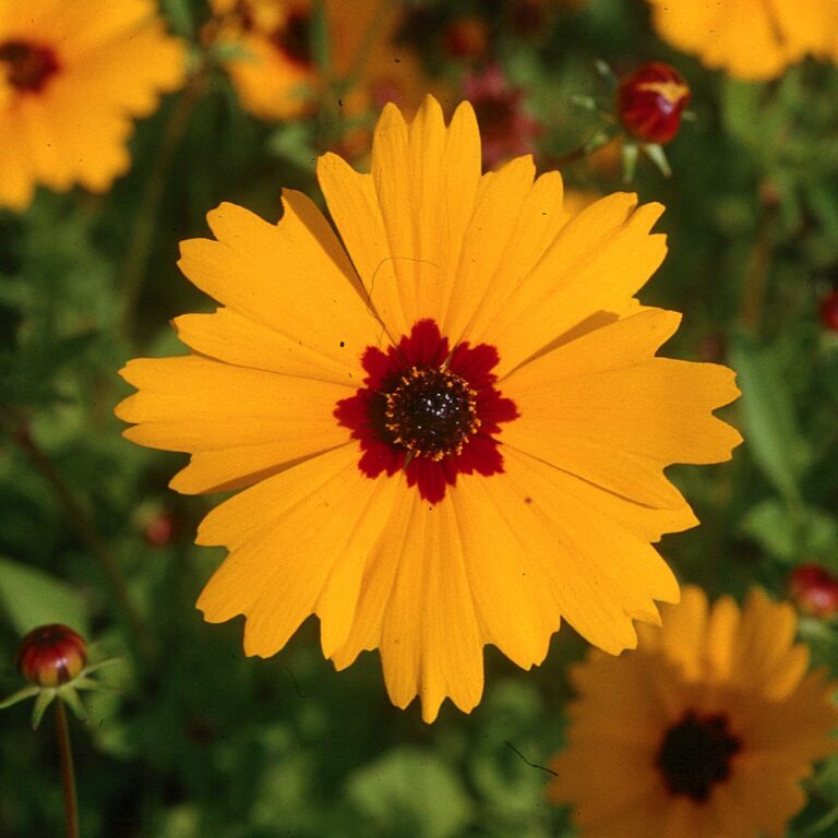 Florida's spring-flowering tickseeds - Florida Wildflower Foundation