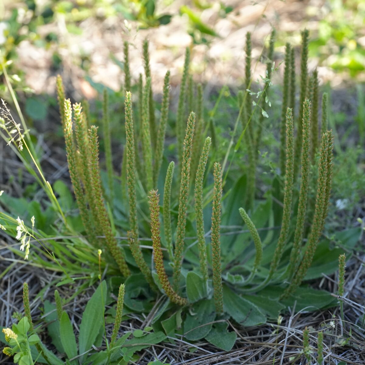 Spring "weeds" are for the bees! - Florida Wildflower Foundation