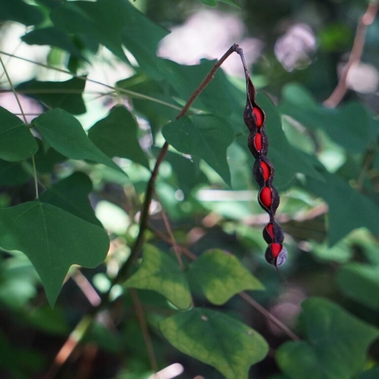 Family Profile: Fabaceae - Florida Wildflower Foundation