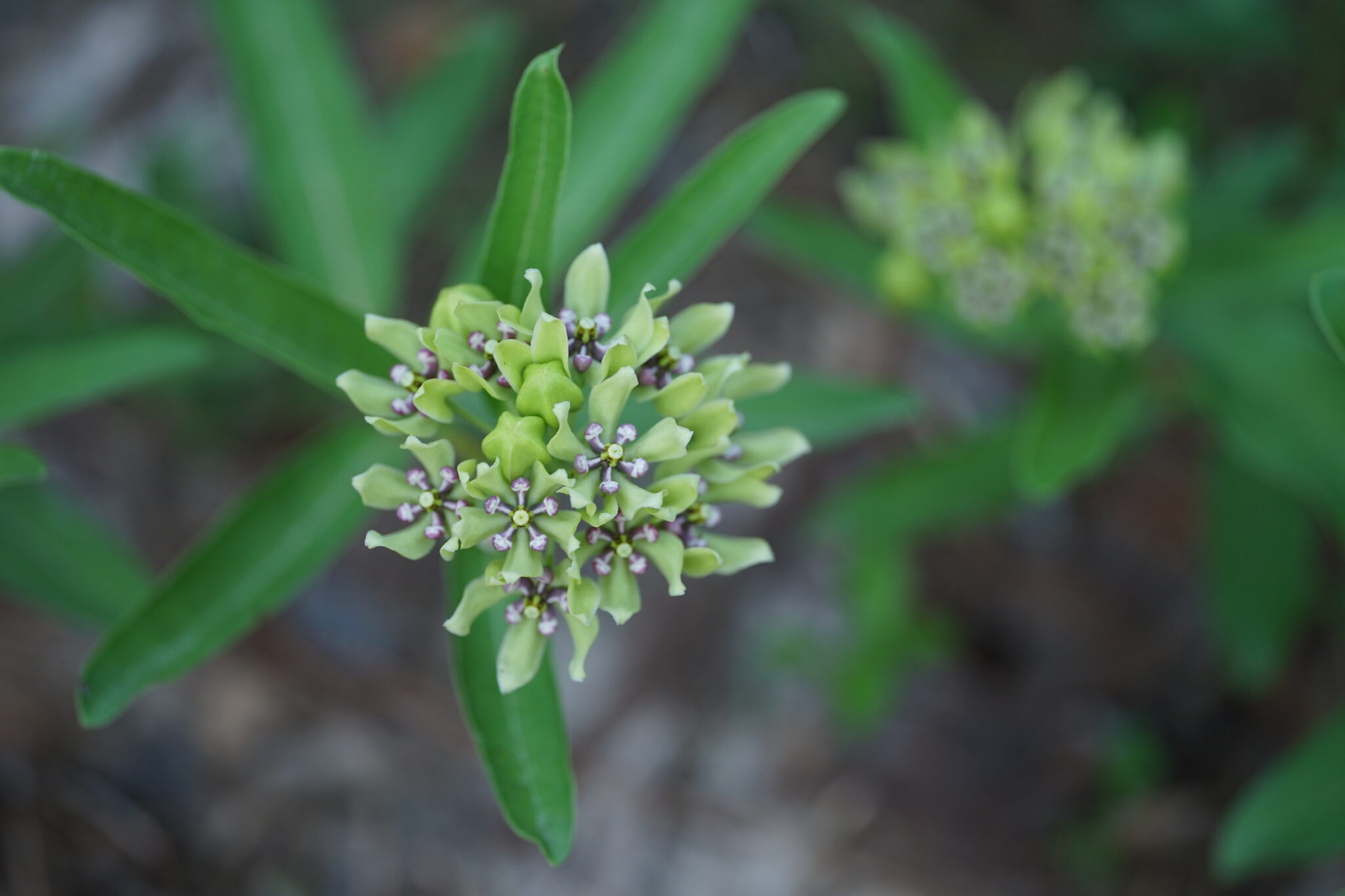 Florida milkweed - Florida Wildflower Foundation
