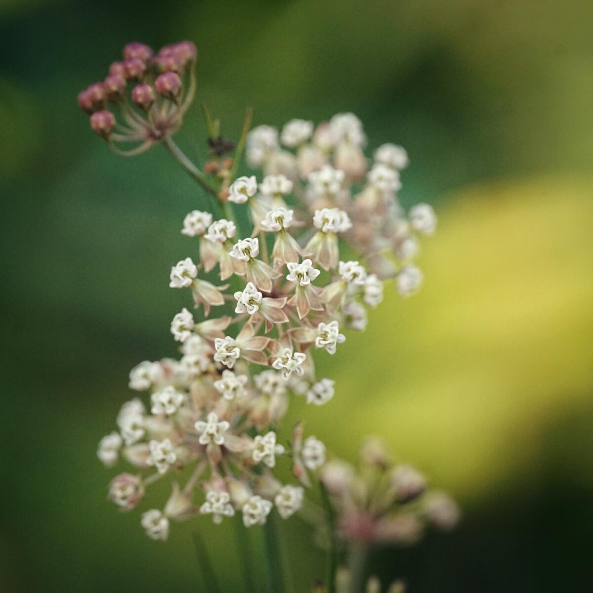 Whorled milkweed - Florida Wildflower Foundation