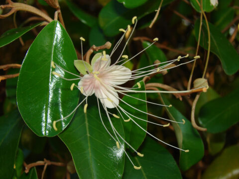 Jamaican caper - Florida Wildflower Foundation