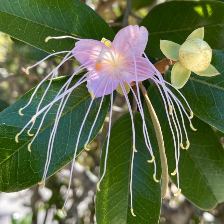 Jamaican caper - Florida Wildflower Foundation