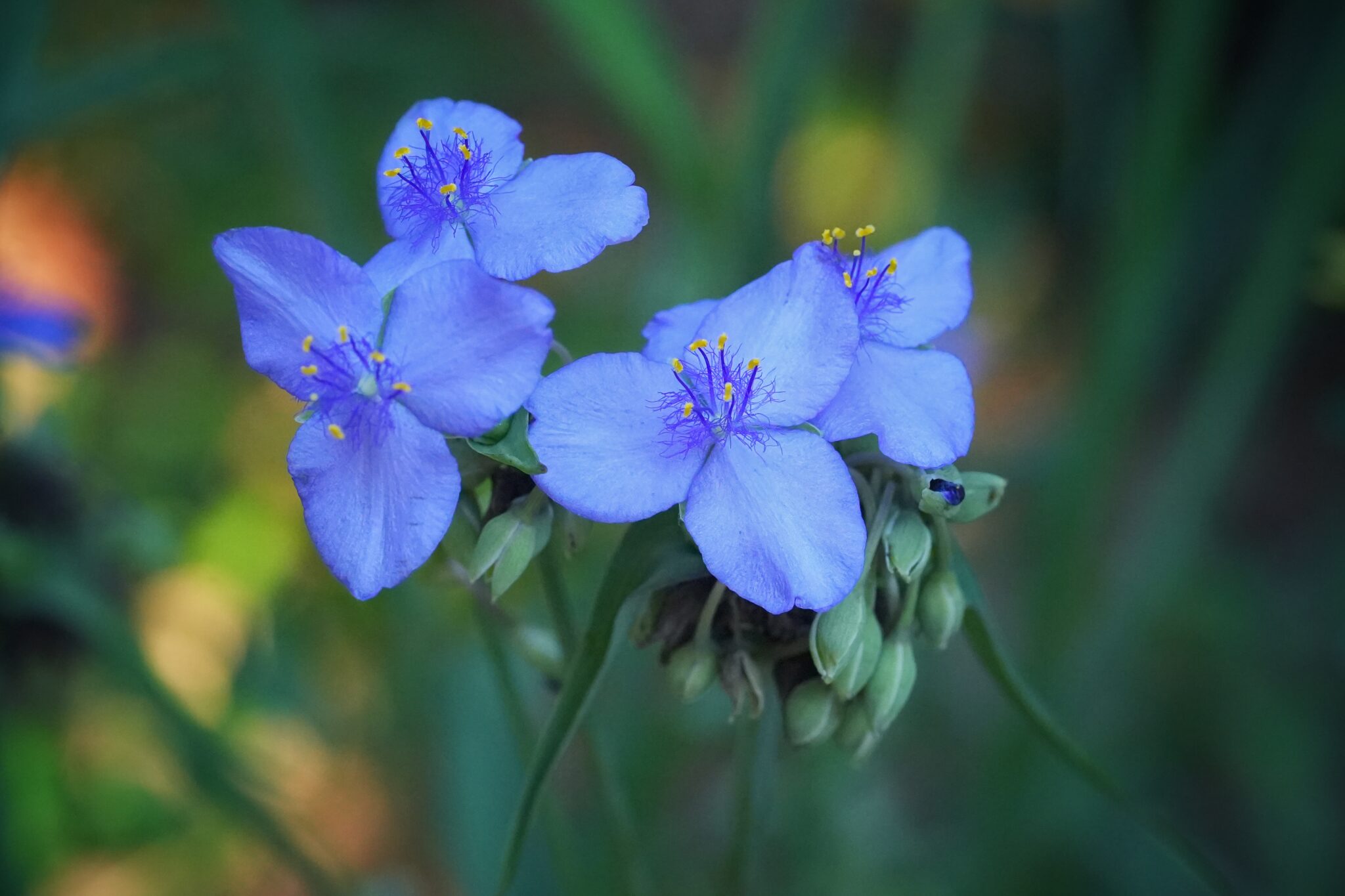 Spiderwort - Florida Wildflower Foundation