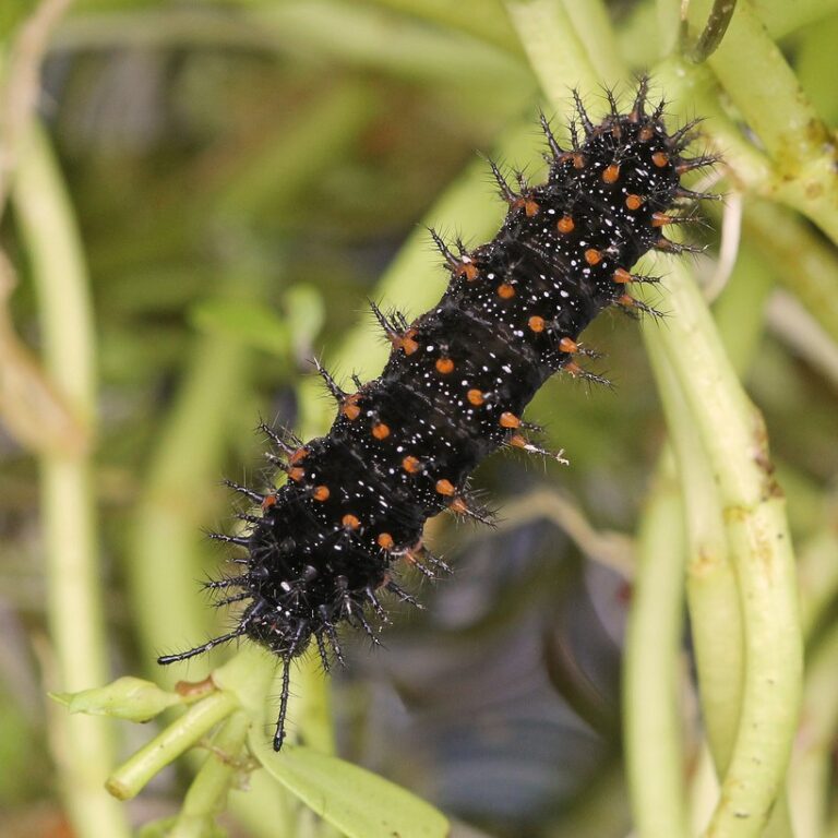 Bring on the Butterflies! - Florida Wildflower Foundation