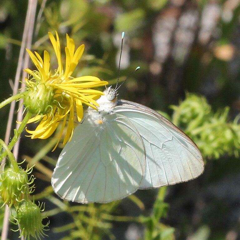 Bring on the Butterflies! - Florida Wildflower Foundation
