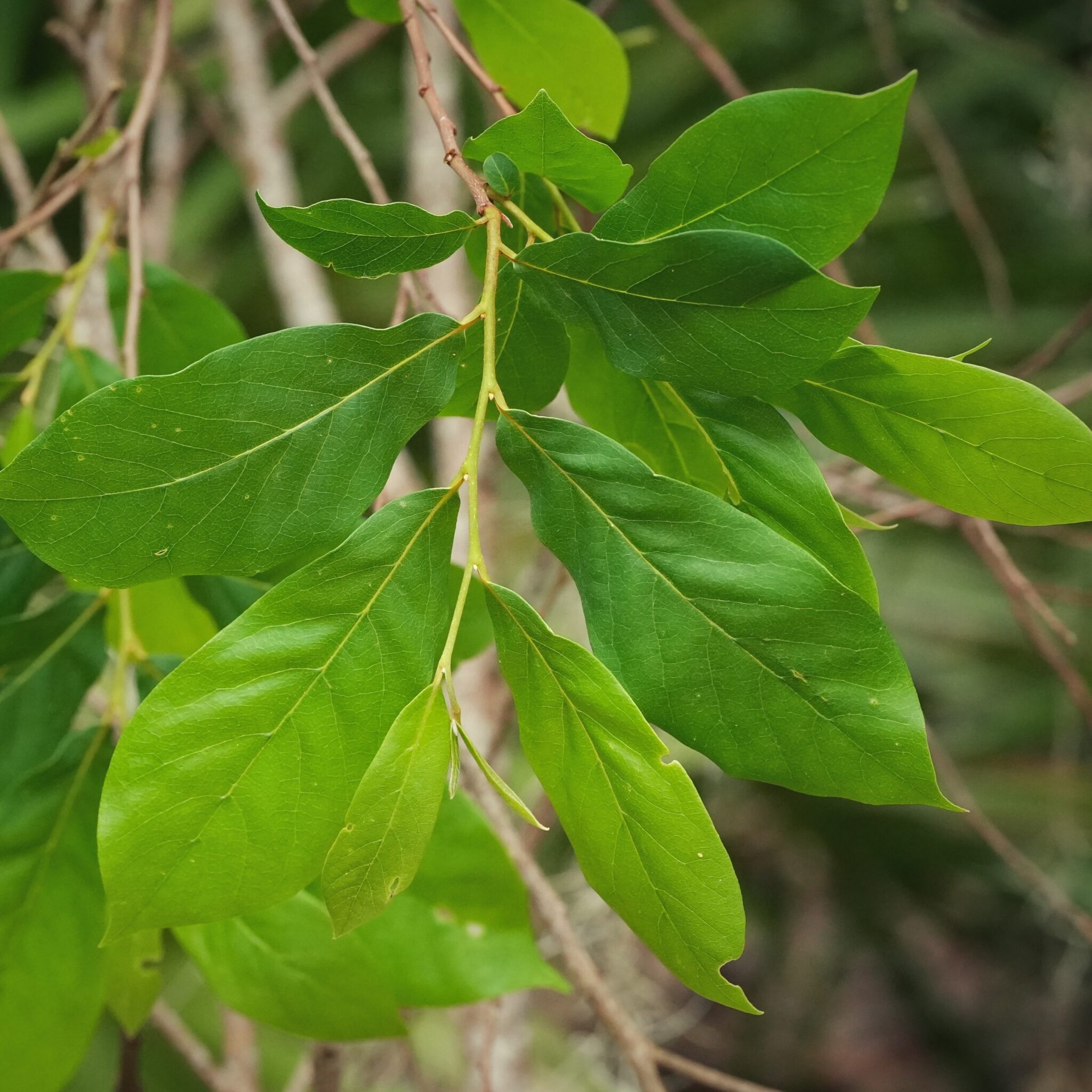Bring on the Butterflies! - Florida Wildflower Foundation