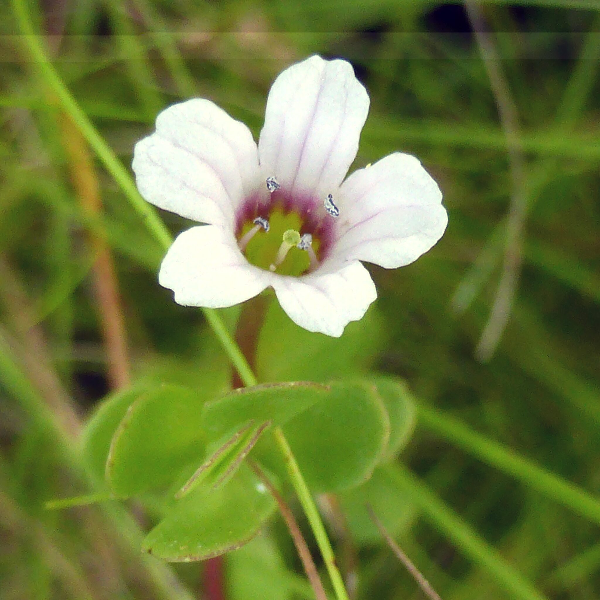 Bring on the Butterflies! - Florida Wildflower Foundation