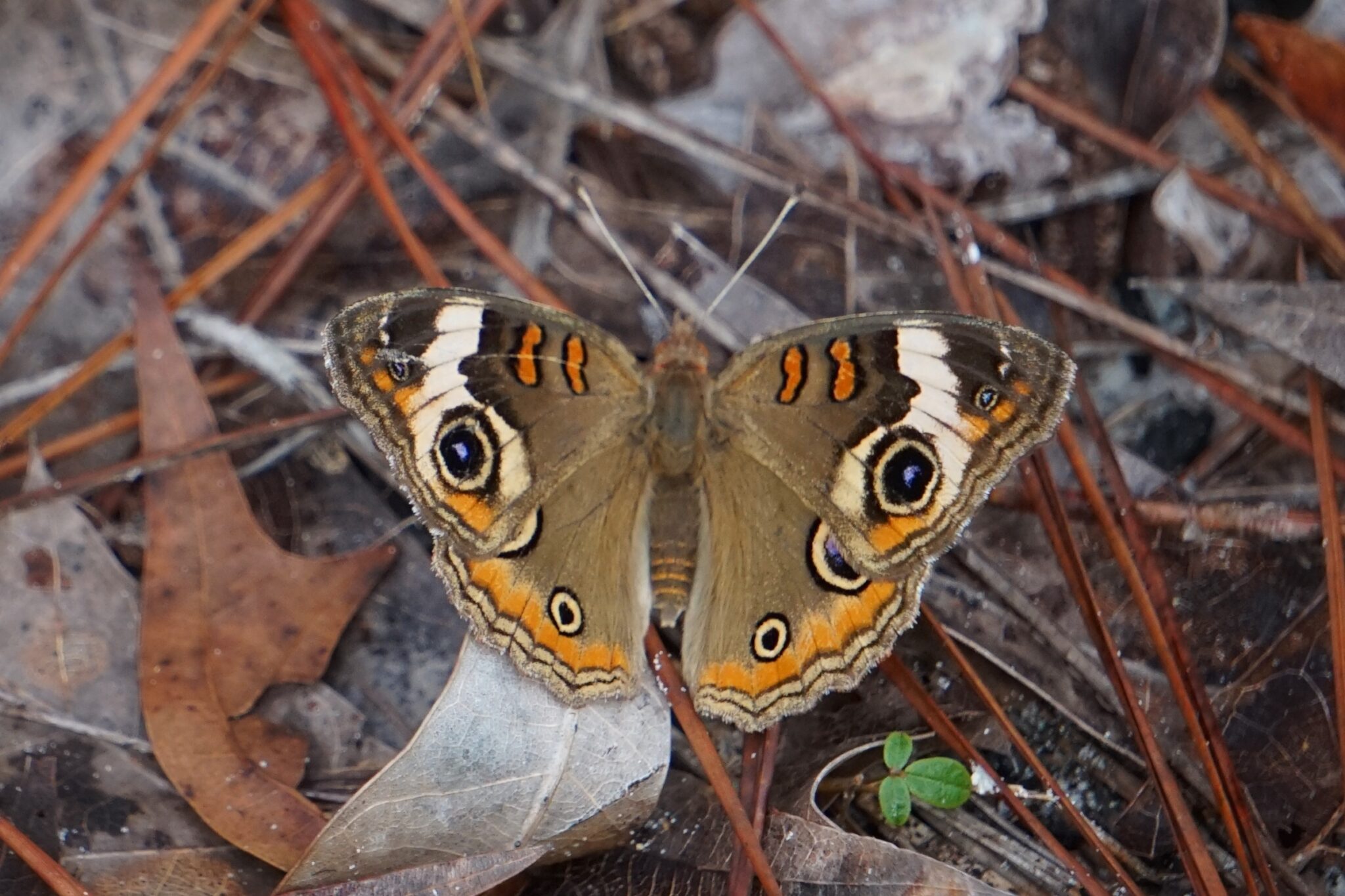 Bring on the Butterflies! - Florida Wildflower Foundation