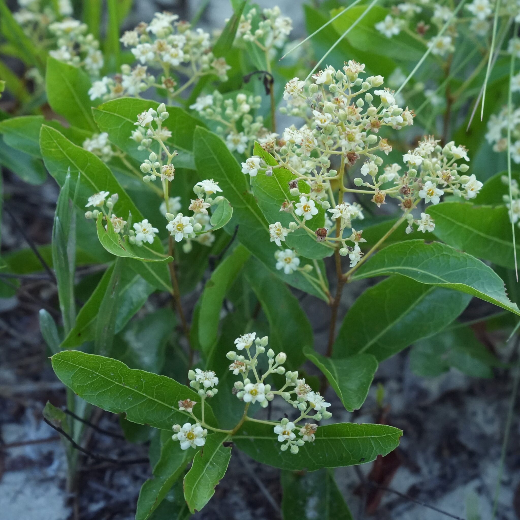 Gopher apple - Florida Wildflower Foundation