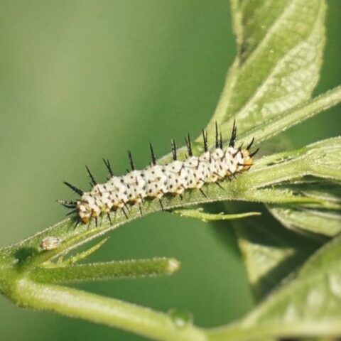 Bring on the Butterflies! - Florida Wildflower Foundation