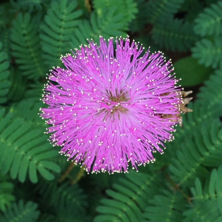 Grasses and Groundcovers - Florida Wildflower Foundation