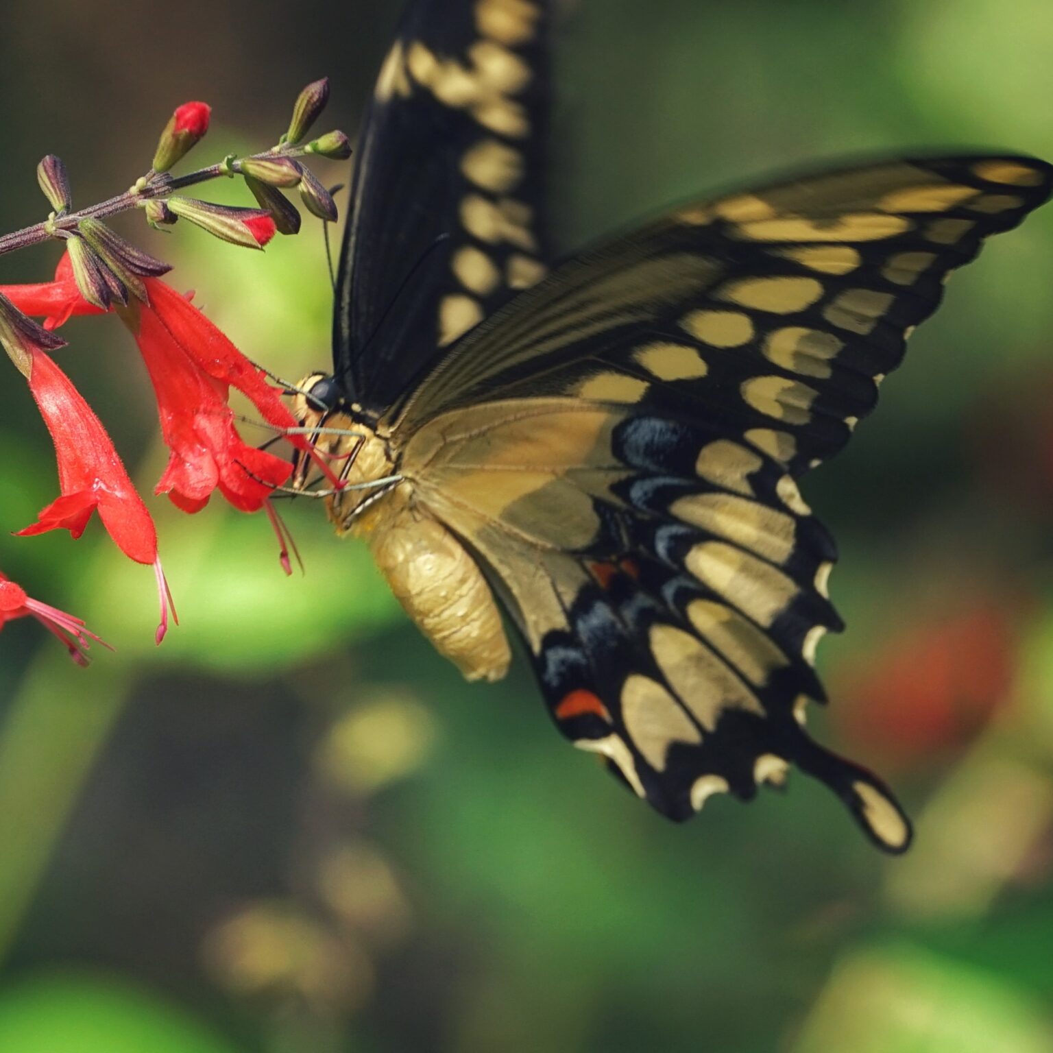 Bring on the Butterflies! - Florida Wildflower Foundation