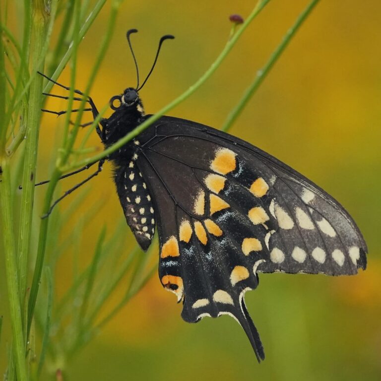 Bring on the Butterflies! - Florida Wildflower Foundation