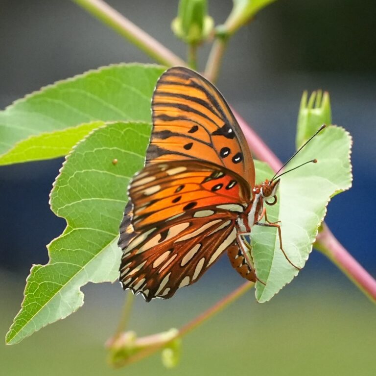 Bring on the Butterflies! - Florida Wildflower Foundation
