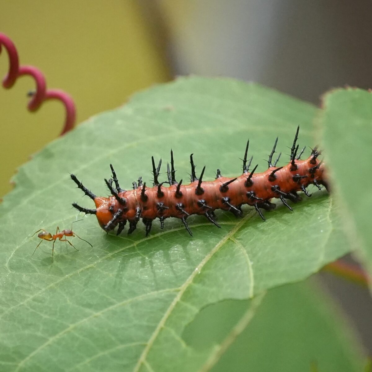 Bring on the Butterflies! - Florida Wildflower Foundation