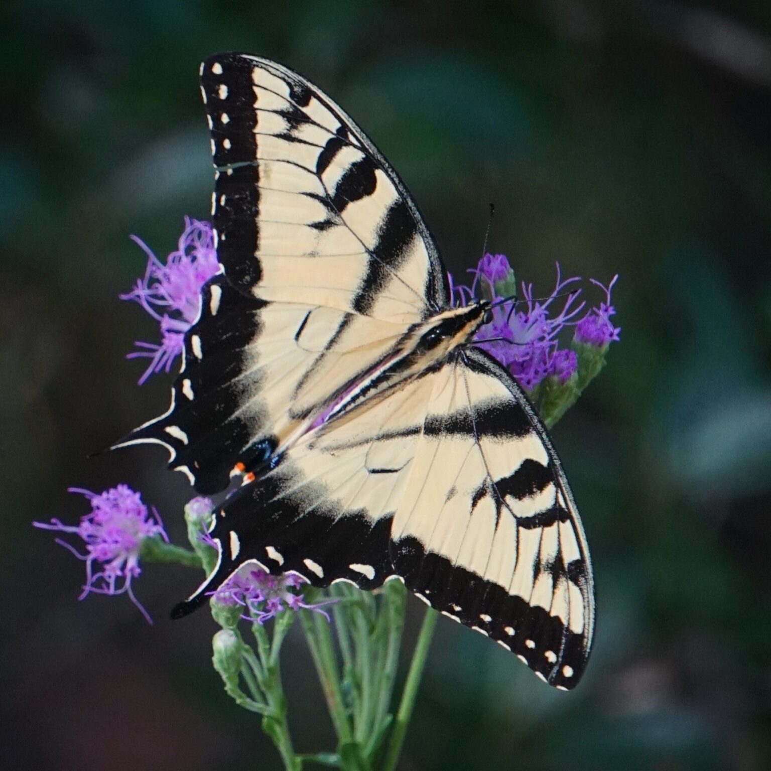 Bring on the Butterflies! - Florida Wildflower Foundation
