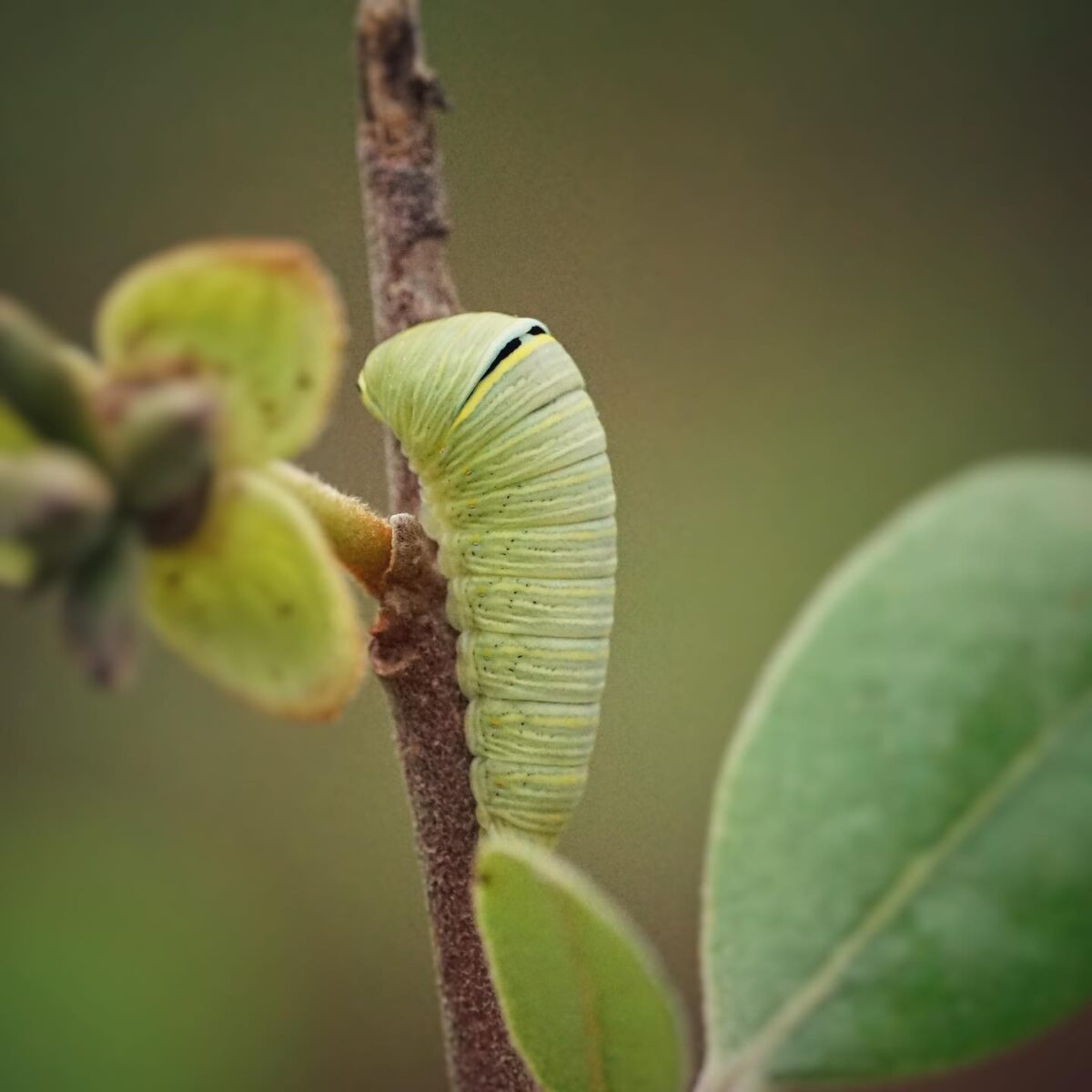 Bring on the Butterflies! - Florida Wildflower Foundation