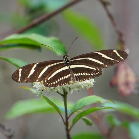 Bring on the Butterflies! - Florida Wildflower Foundation