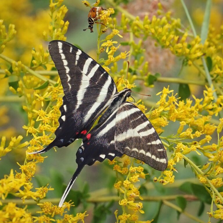 Bring on the Butterflies! - Florida Wildflower Foundation