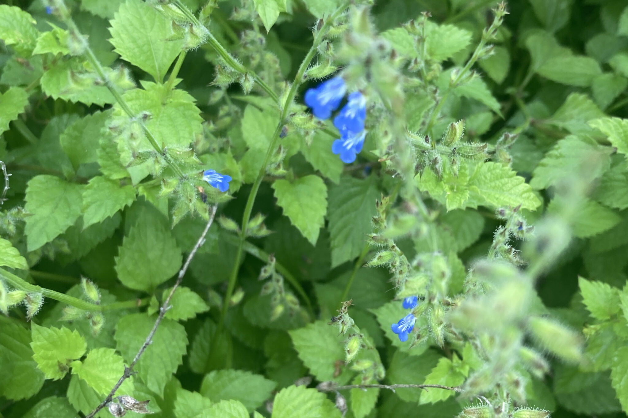 Grasses and Groundcovers - Florida Wildflower Foundation